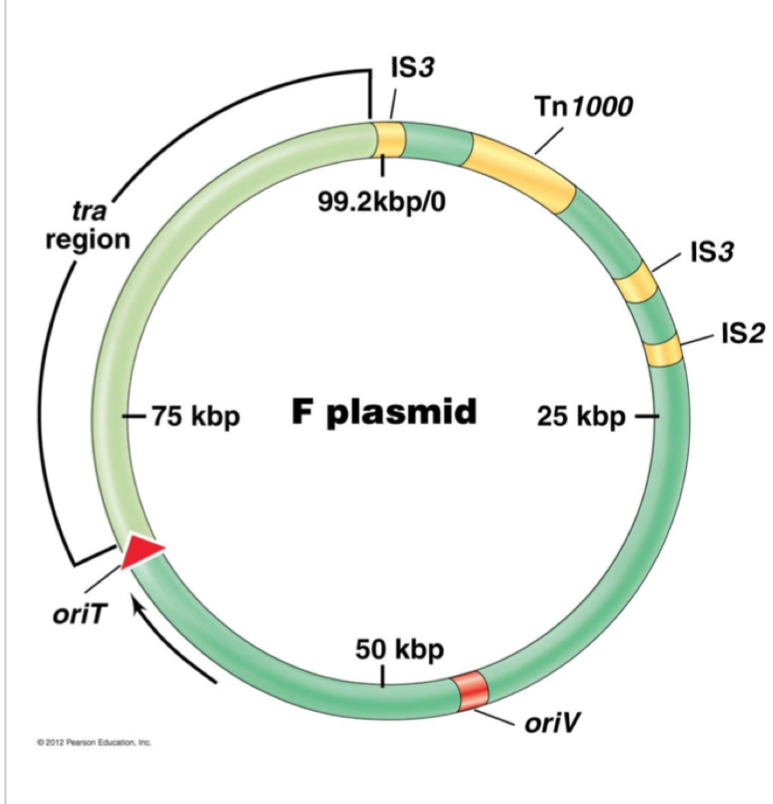 Plasmid 플라스미드의 특징. 화합성, 숙주특이성 Plasmid compatibility, Host specificity ...