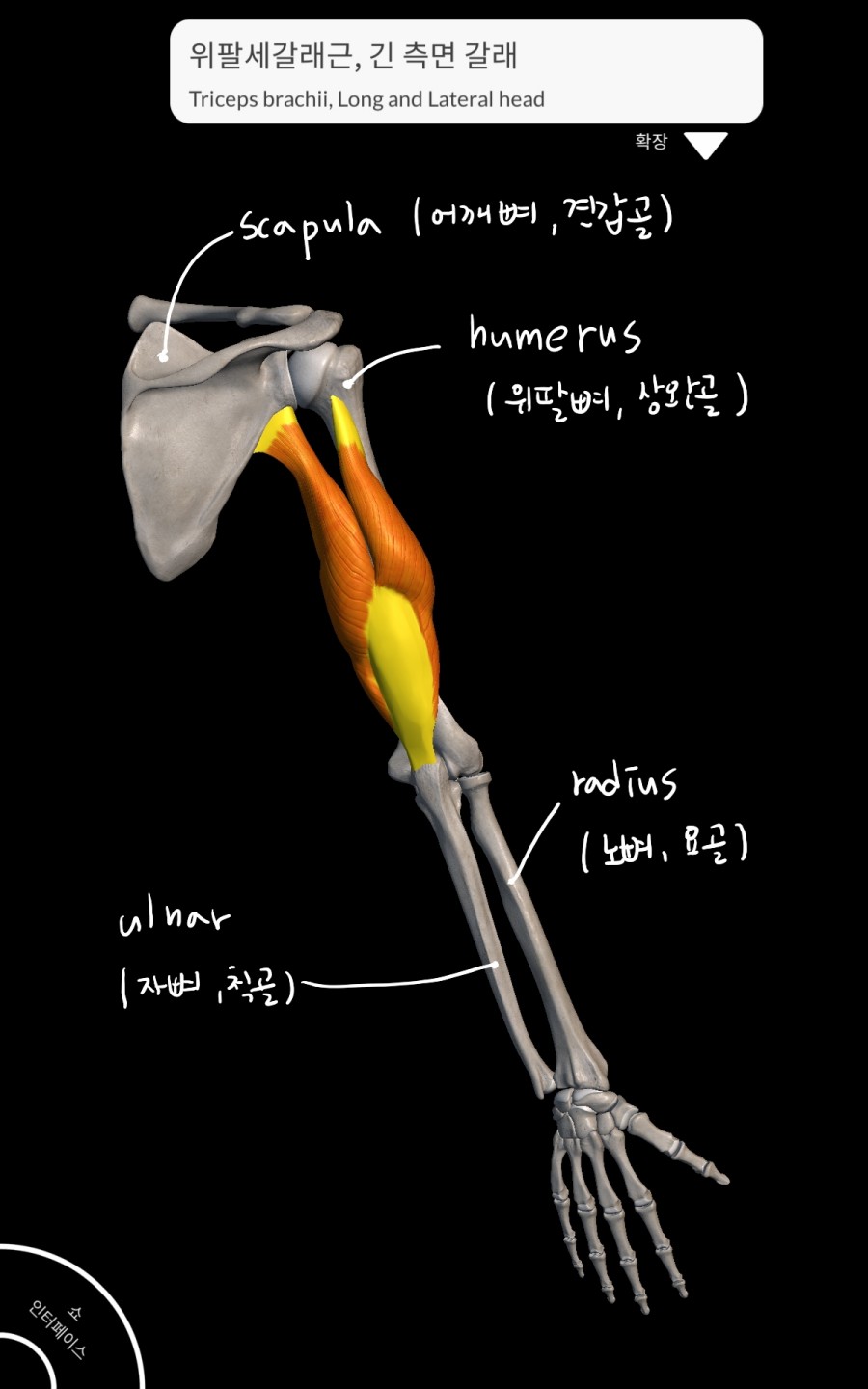 상완삼두근 위팔세갈래근triceps Brachii 기시 정지 기능 네이버 블로그