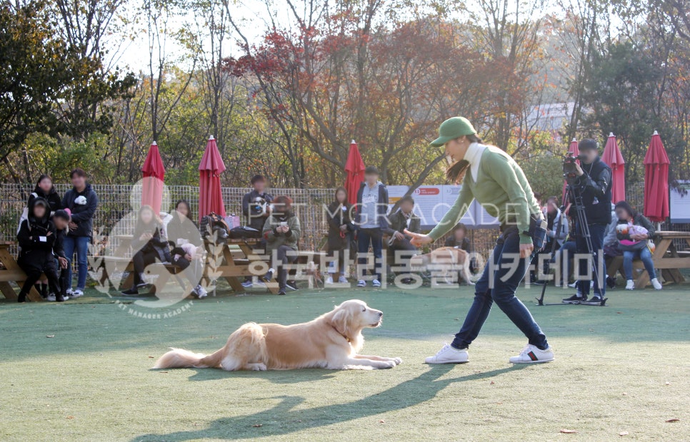 강아지 예절교육에 필요한 5가지 필수 명령어 : 네이버 블로그