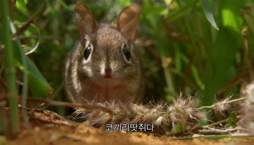 [유머] 땃쥐 개그 : 네이버 블로그