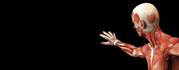 해부학 근육학 아래팔근육forearm Muscle 뒤칸 긴엄지벌림근장무지외전근ㆍabductor