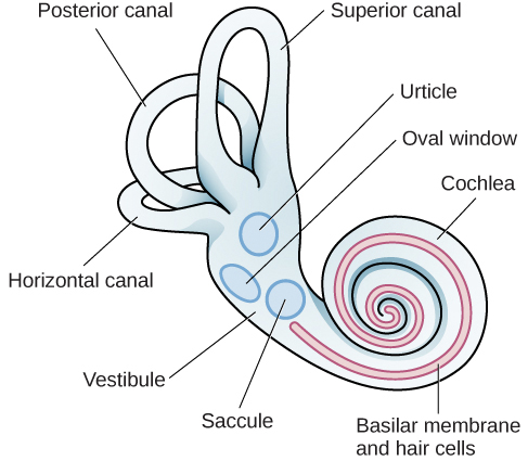 영양보청기 :: 전정계(vestibular system)의 이해 : 네이버 블로그
