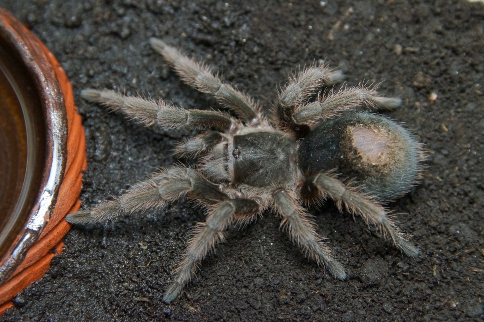 취미생활, 오랜만에 거미 입양.. 그람솔라 브라질리안 그레이 스모크(Grammostola alticeps) 암컷 입양 : 네이버 블로그