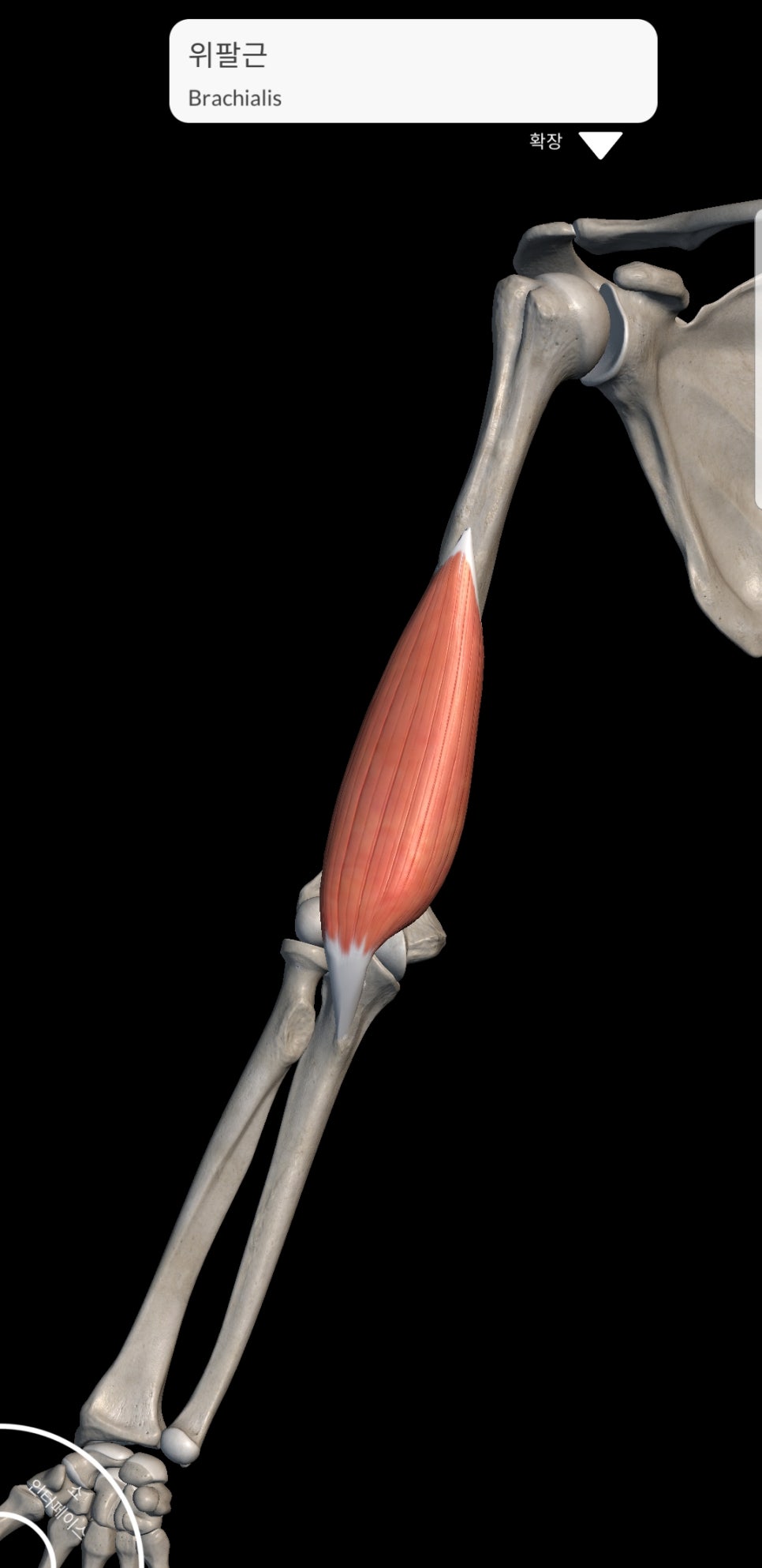 기능해부학 위팔근 상완근 팔근육 팔꿉관절굽힘근 Brachialis Anatomy Brachium Muscle