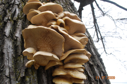 야생버섯의 신비(101) 일본 원전사고와 한국 야생버섯의 안전성 문제 : 네이버 블로그