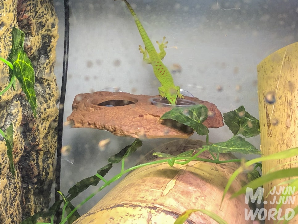 자이언트 데이게코 사육정보 Giant Day Gecko 네이버 블로그