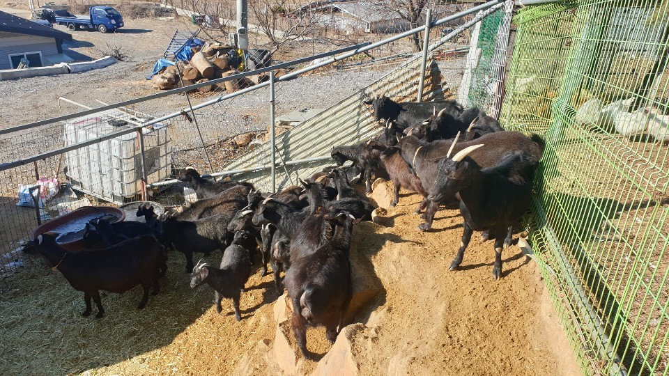 주문 후 도축에서 배송까지 전국유일 초신선! 자부하는 흑염소 농장 : 네이버 블로그