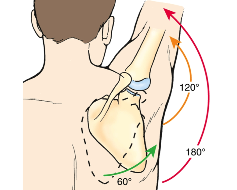 어깨 통증 관리의 핵심 포인트 - 견갑상완리듬(scapulohumeral rhythm), 견관절(어깨관절) 안정화, 견갑골 세팅 ...