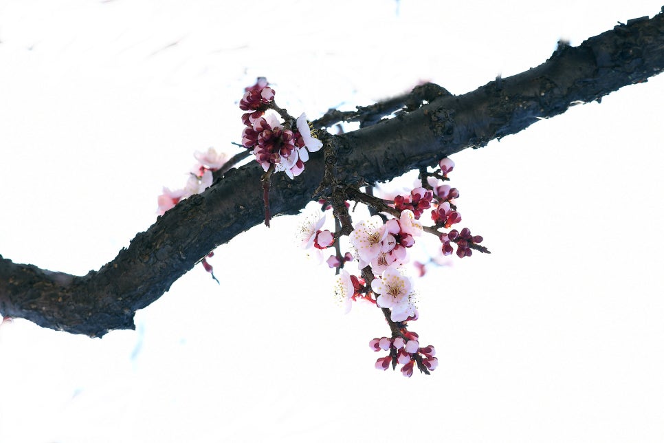 살구꽃 ( 수묵화 사진 ) : 네이버 블로그