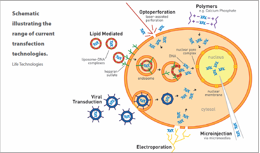 Transfection - 유전자 전달 : 네이버 블로그