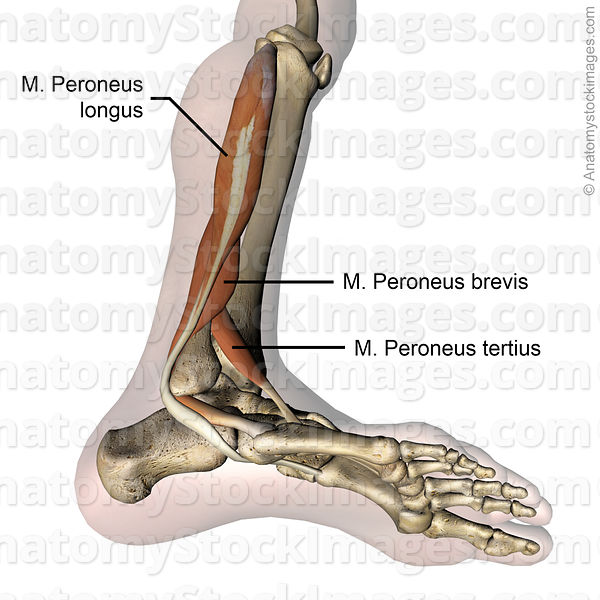 비골근(Peroneus muscle) - 장비골근, 단비골근, 제3비골근 / 비골근건염(Peroneus Tendinitis ...