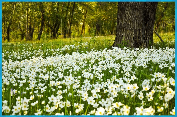 보전녹지지역이란?/보전녹지지역 정의, 건폐율, 용적률, 건축가능 시설물, 보전녹지 투자 등 알아보기 : 네이버 블로그