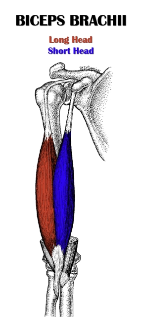 Biceps Brachii 상완이두근 위팔두갈래근 네이버 블로그