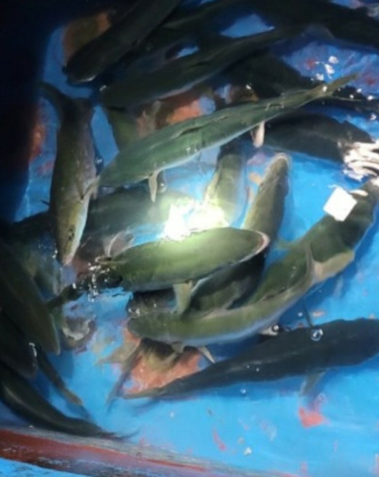 제주도 방어 낚시 능성어 까지 : 네이버 블로그