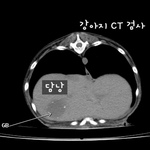 19살 노령견 강아지 담낭 제거 수술 담낭점액종 치료 네이버 블로그