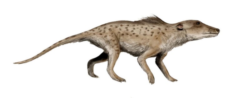 파키스탄의 고래, 파키케투스 : 네이버 블로그