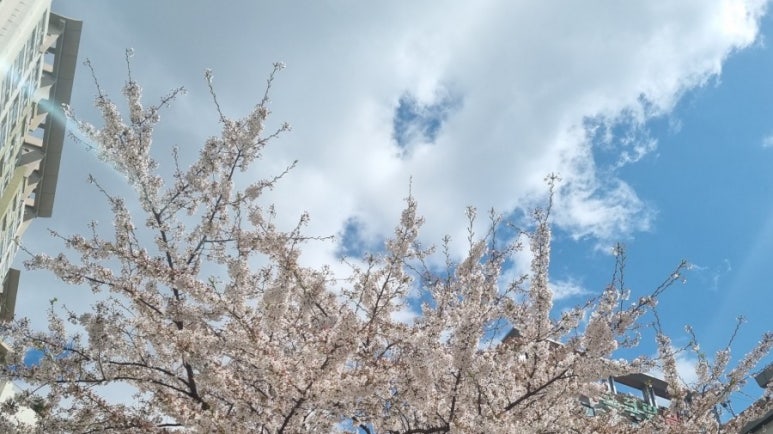 한강 자전거 코스 추천, 따릉이 사용기 (망원, 난지한강공원) : 네이버 블로그