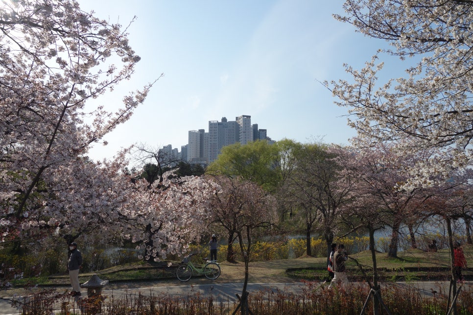 일산호수공원 벚꽃은 바람에 흩날리고~ : 네이버 블로그