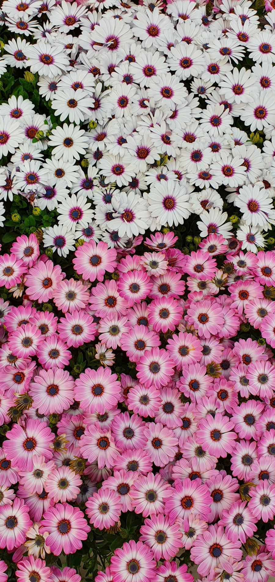 꽃구경 : 네이버 블로그