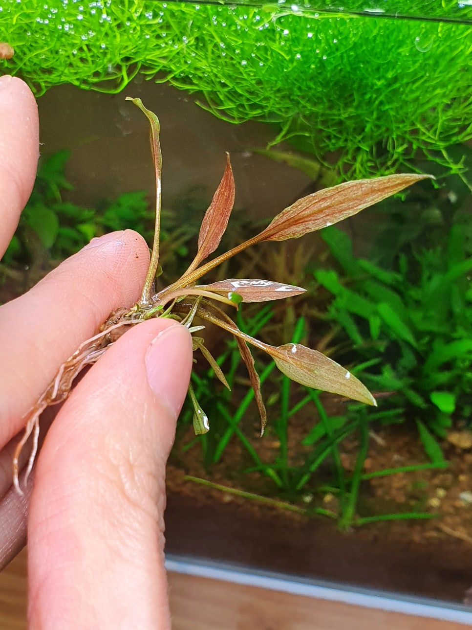 크립토코리네 펫치 핑크 - cryptocoryne petchii pink : 네이버 블로그