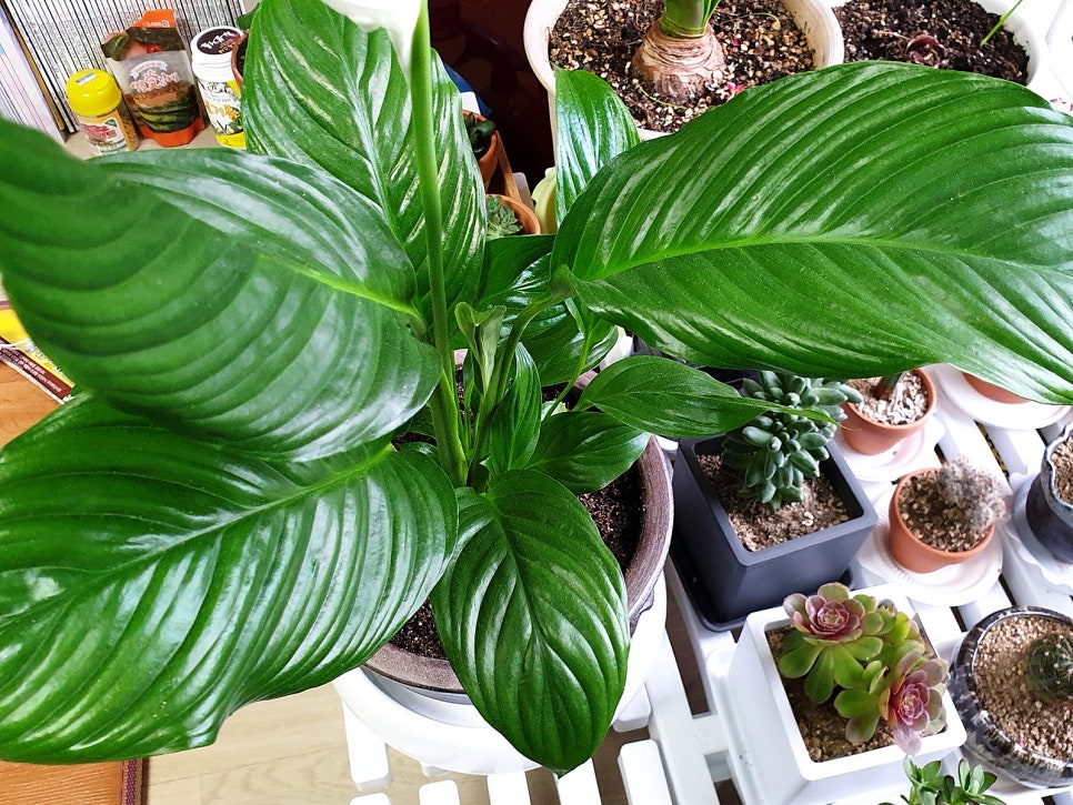 스파티필룸peace Lily 하얀색 꽃 개화 공기 정화식물 And 전자파 차단 거실에 좋은 화초 네이버 블로그