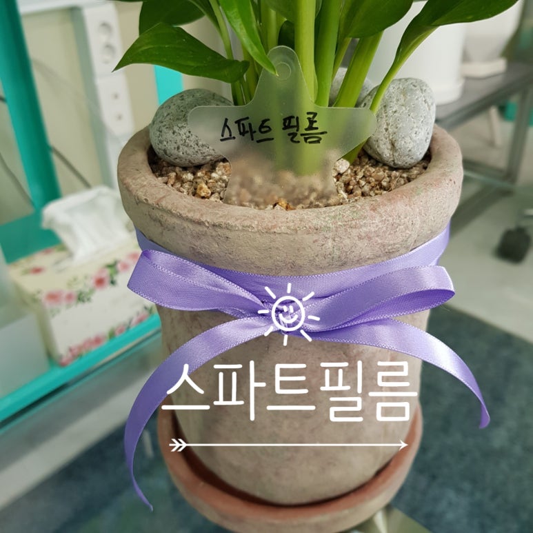 스파트필름 키우기 꽃말 알아보아요 네이버 블로그