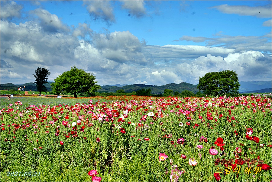 210521 [慶南] 함안 악양둑방길 : 네이버 블로그
