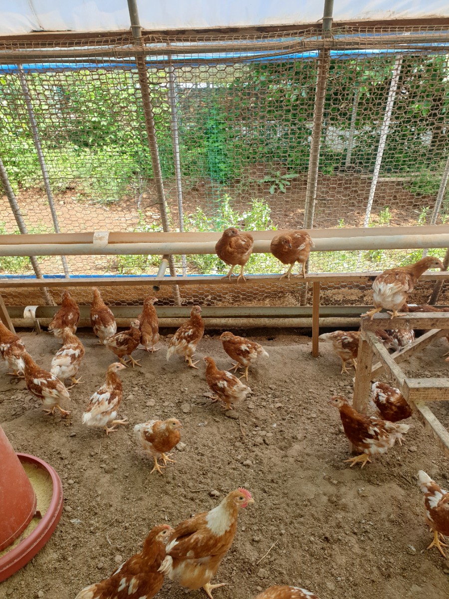 산야농장 삐약이들이 어느새 중딩 오빠 언니들로~~ : 네이버 블로그