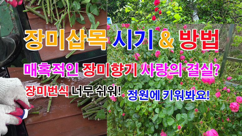 장미삽목 방법과 삽목시기 네이버 블로그