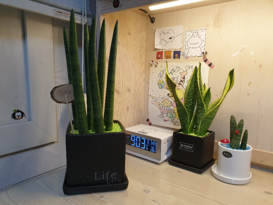 공기정화식물 스투키산세베리아 화분 분갈이 해주기키우기 쉬워요♡ 네이버 블로그