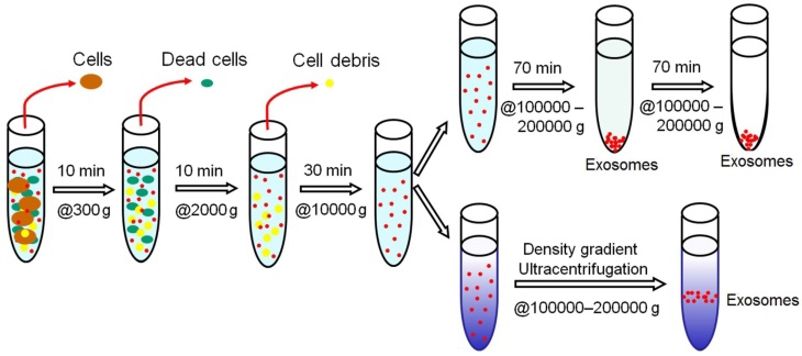 엑소좀(exosome) 개념, 역할과 향후 임상응용 : 네이버 블로그