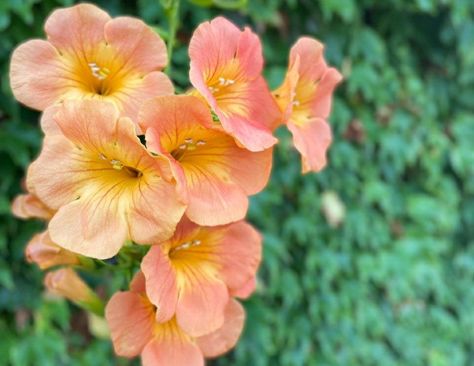 능소화키우기 능소화삽목 여름꽃 능소화 양산꽃집 수변꽃집 : 네이버 블로그