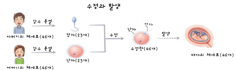 중3 과학 사람과 발생 사람의 생식기관과 생식세포 남자의 생식 기관 여자의 생식 기관 수정과 발생 배란 수정난할