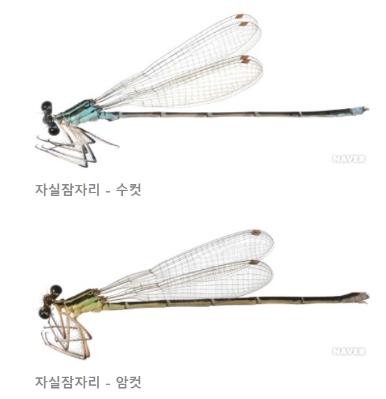 한국 잠자리 종류 : 네이버 블로그