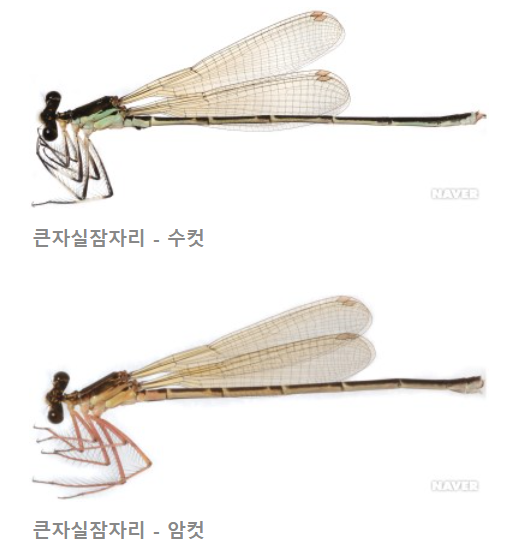 한국 잠자리 종류 : 네이버 블로그