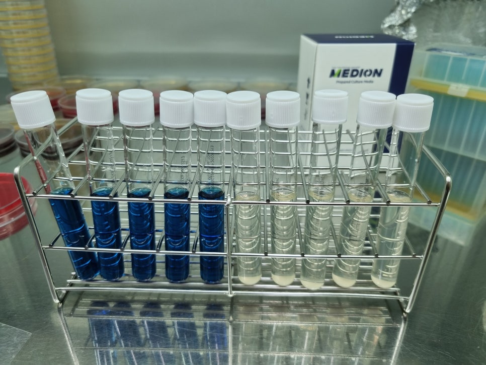 살모넬라(Salmonella.spp) 식품공전 실험방법(배지사용) : 네이버 블로그