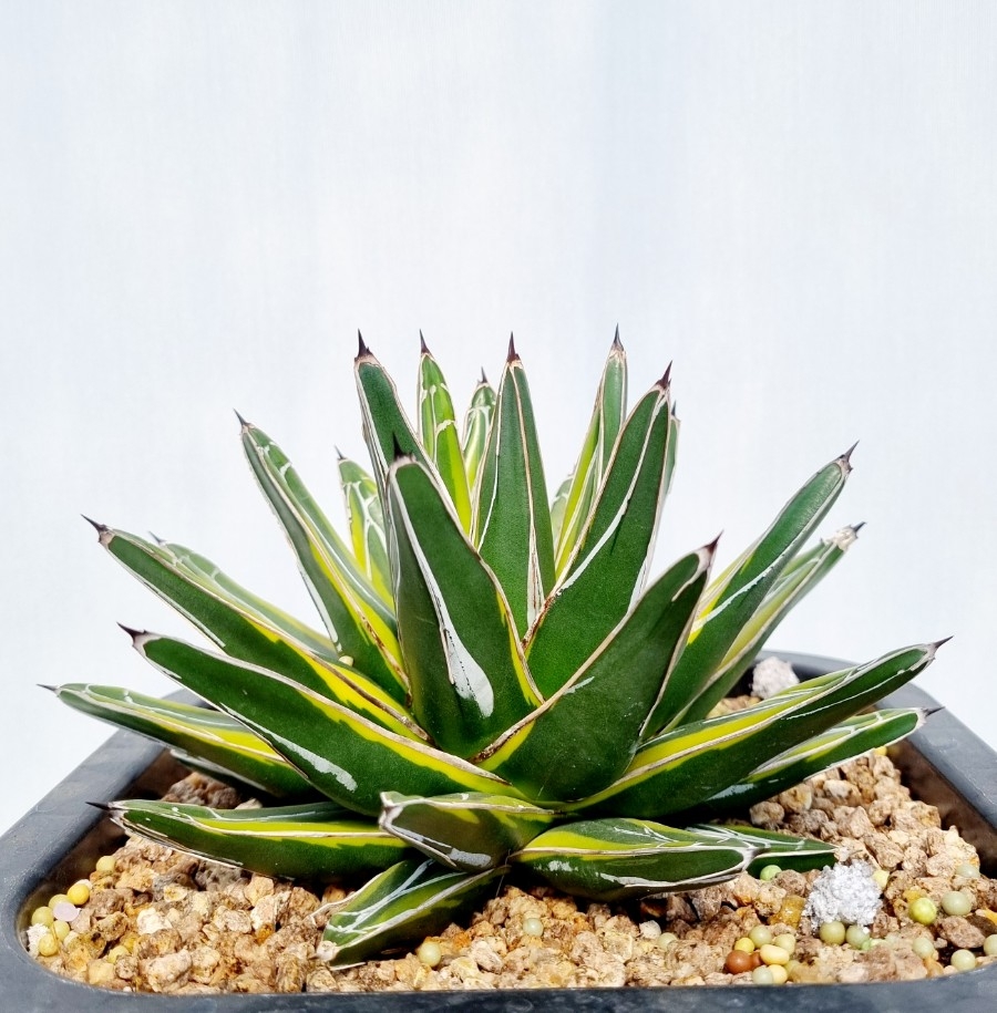 아가베 빅토리아 레지나 Agave victoriae-reginae var. 'Golden Princess' : 네이버 블로그