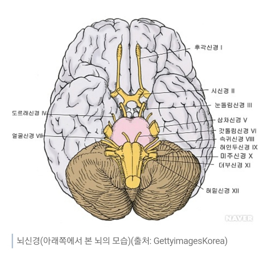 미주신경 기능 위치 구조 관련 질병 검사 네이버 블로그