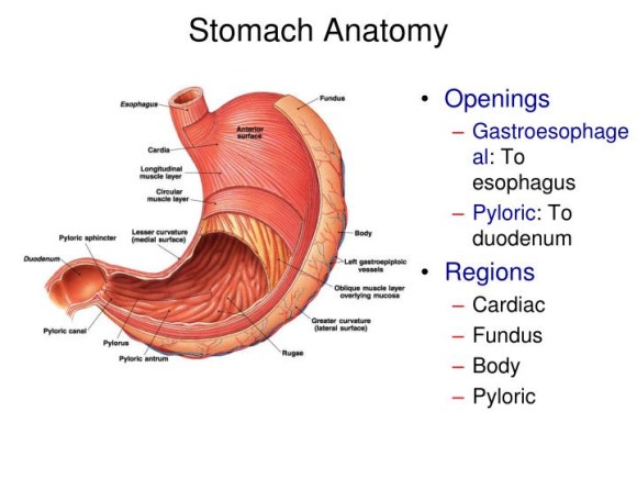 위의 해부학(Anatomy of Stomach) : 네이버 블로그