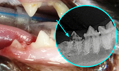 고양이 치아 흡수성 병변(FORL) : 네이버 블로그