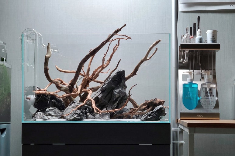 Nature Aquarium : 네이버 블로그