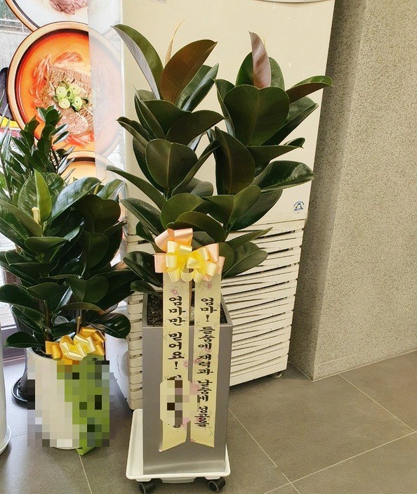 오늘은봄 부산화분배달 기장군 기장읍 장안읍 정관읍 꽃집 전국꽃배달 요즘 잘나가는 식물 인도고무나무 부산개업화분 네이버 블로그