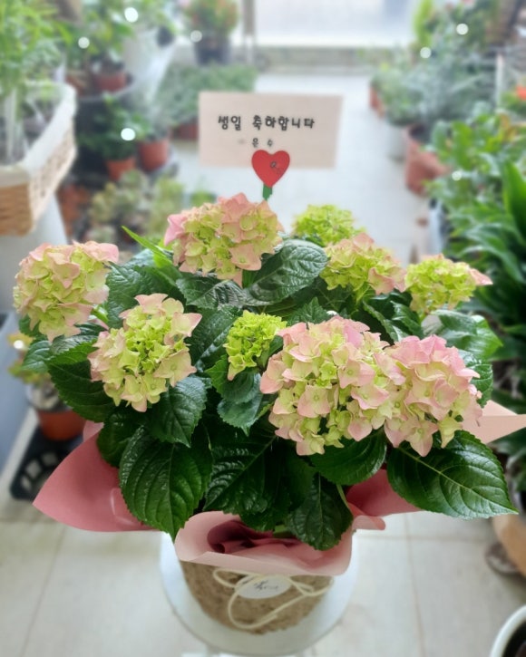 수국꽃바구니 수국화분 축하꽃바구니 승진축하화분 꿈의정원 전주꽃배달 전주꿈의정원 전주꽃집 축하꽃다발 생일꽃다발🎂