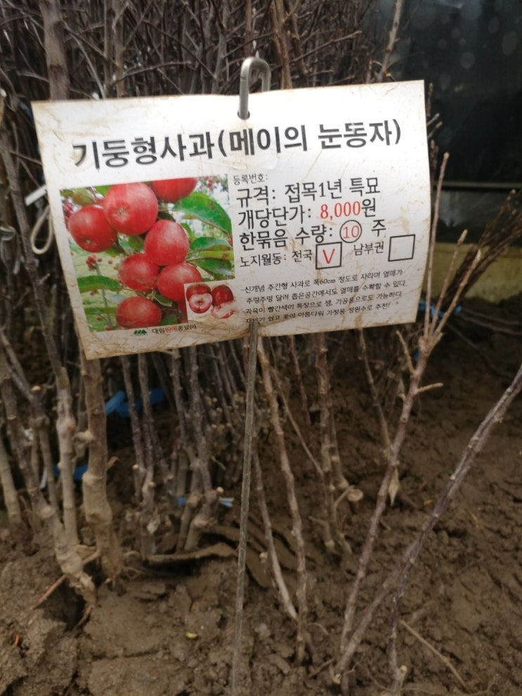 도전! 기둥사과! "메이의 눈동자" : 네이버 블로그