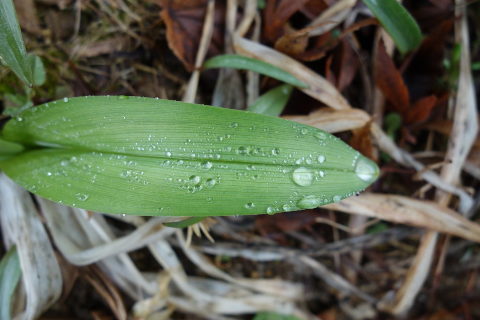 봄비내리는 날 : 네이버 블로그