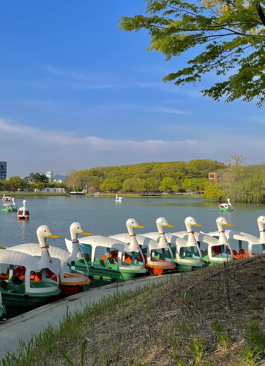 도시리뷰 내가 살아본 대구 수성구 달서구 동구 네이버 블로그