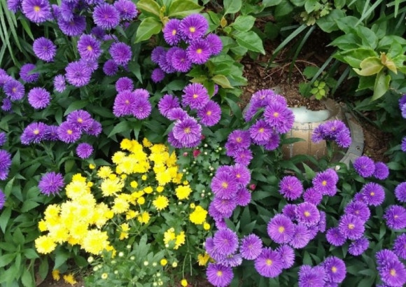 아스테르 아멜루스(Aster amellus), 숙근아스타, 숙근아스터, 아스타 꽃과 꽃말 : 네이버 블로그