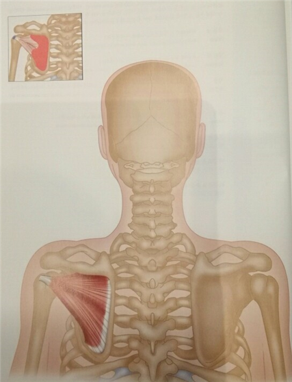 동탄필라테스채움 네이버 블로그