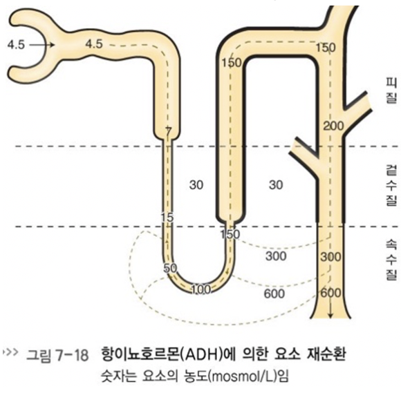 간호 비뇨기계 생리학 해부학 병리학 정리 네이버 블로그