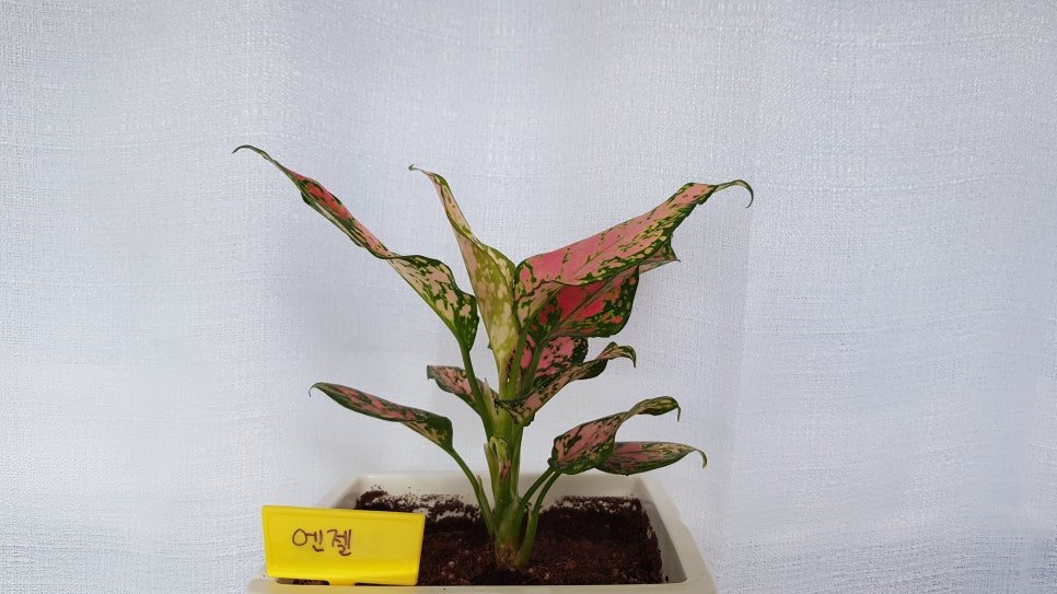 공기정화식물 아글라오네마 엔젤 키우기 꽃말은 부귀와 행운 네이버 블로그